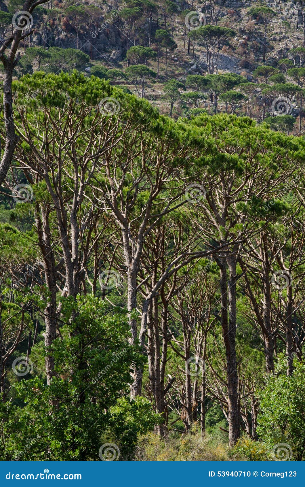 Small Green Trees in Forest Stock Photo - Image of green, outside: 53940710