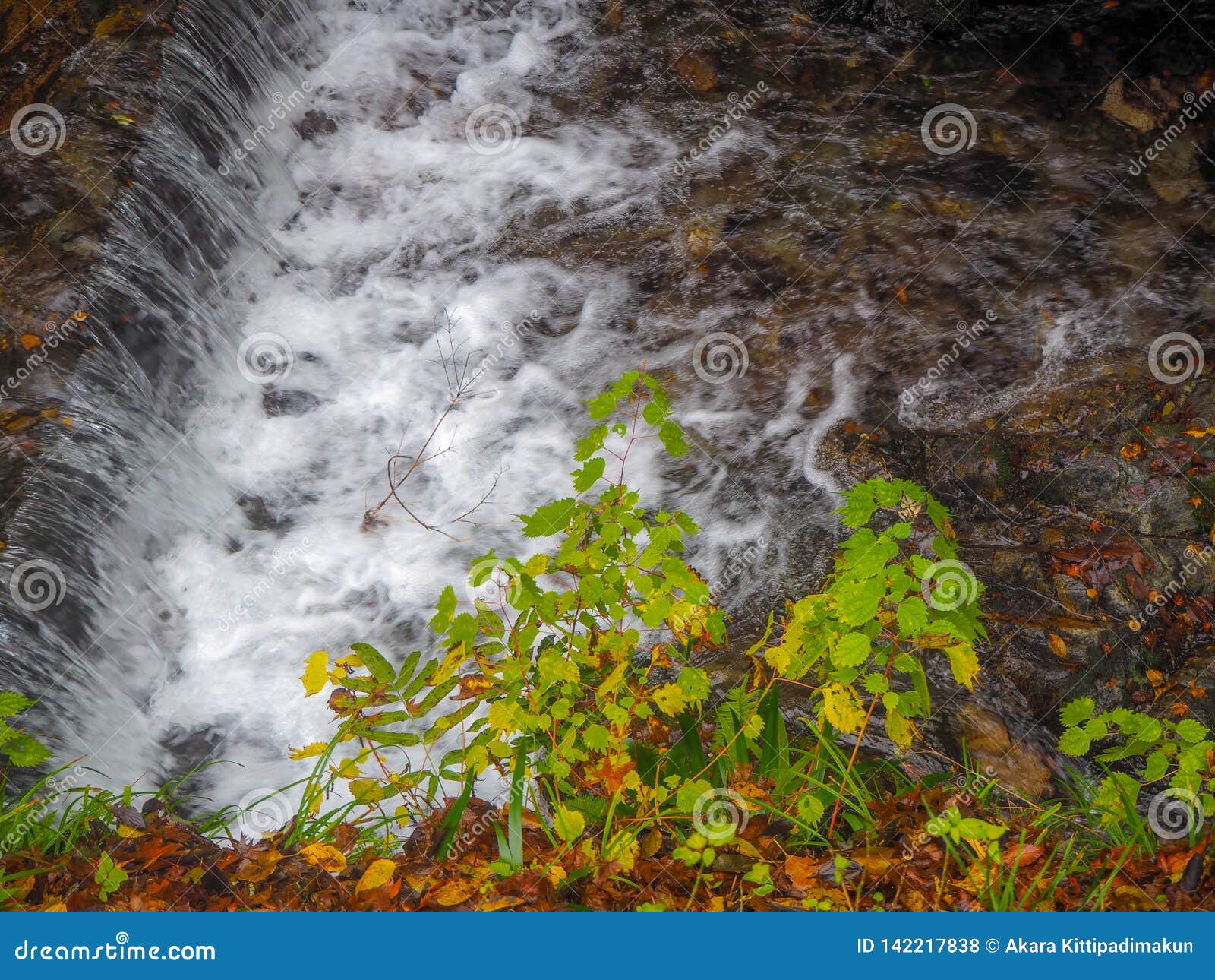 Small Green Trees beside a Small Waterfall Stock Photo - Image of plant ...