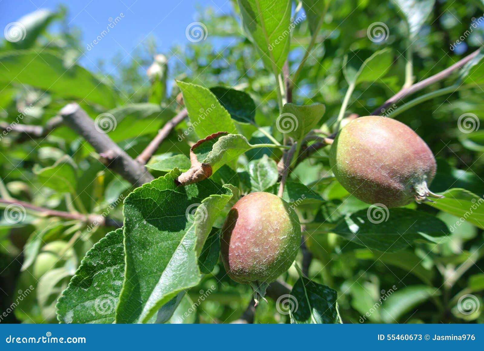 Small Green Unripe Apples on the Tree in an Orchard Stock Image - Image ...