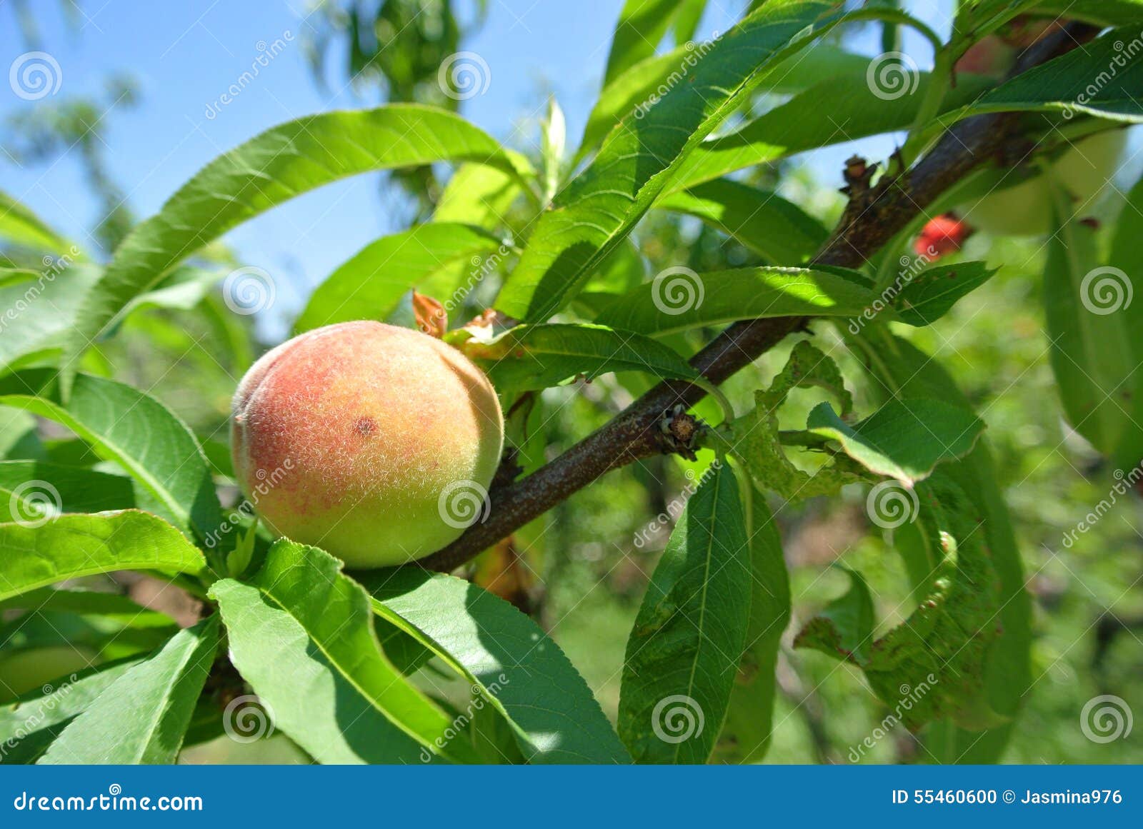Small Green Unripe Peach on the Tree in an Orchard Stock Photo - Image ...