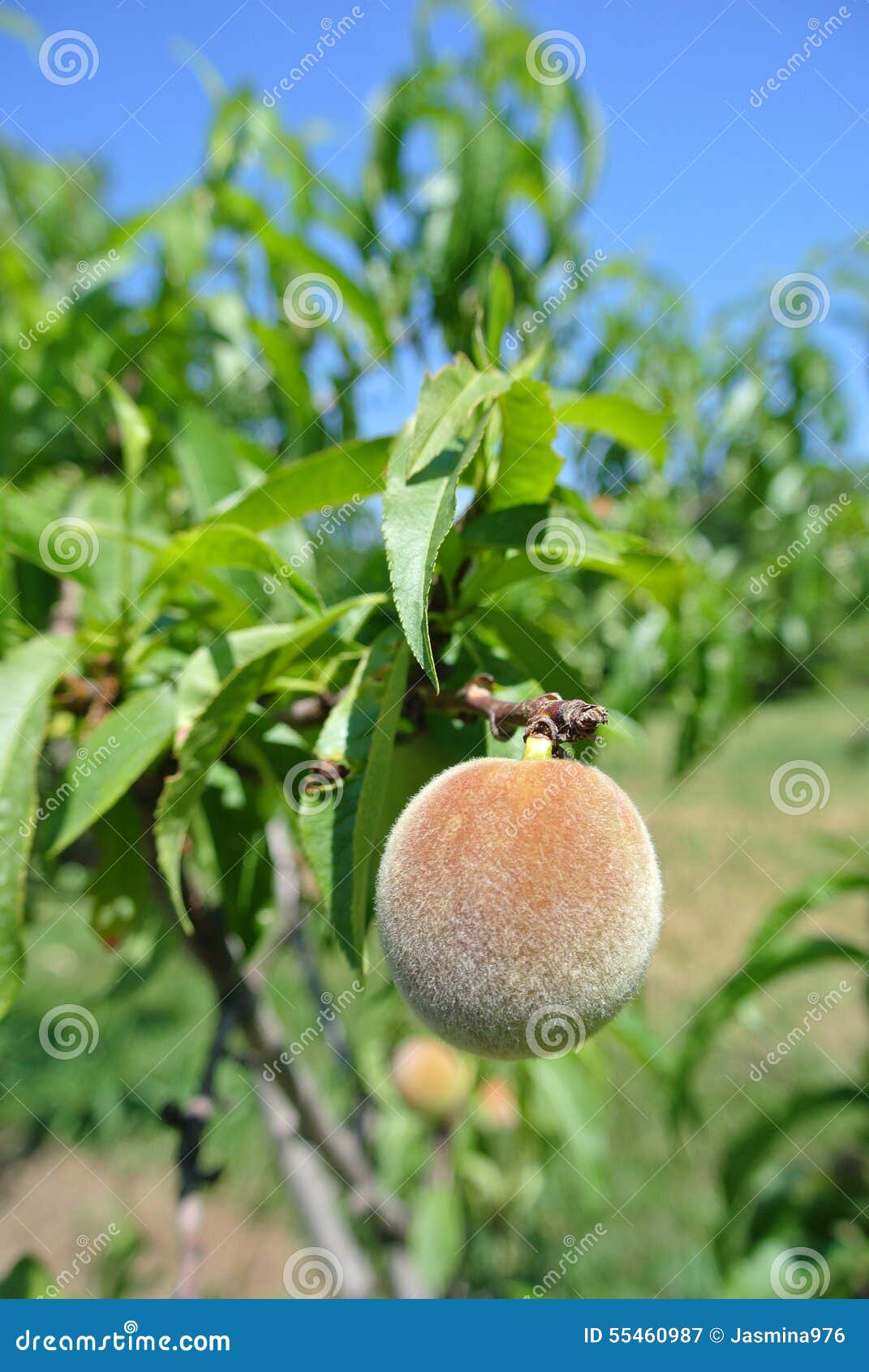 Small Green Unripe Peach on the Tree in an Orchard Stock Image - Image ...