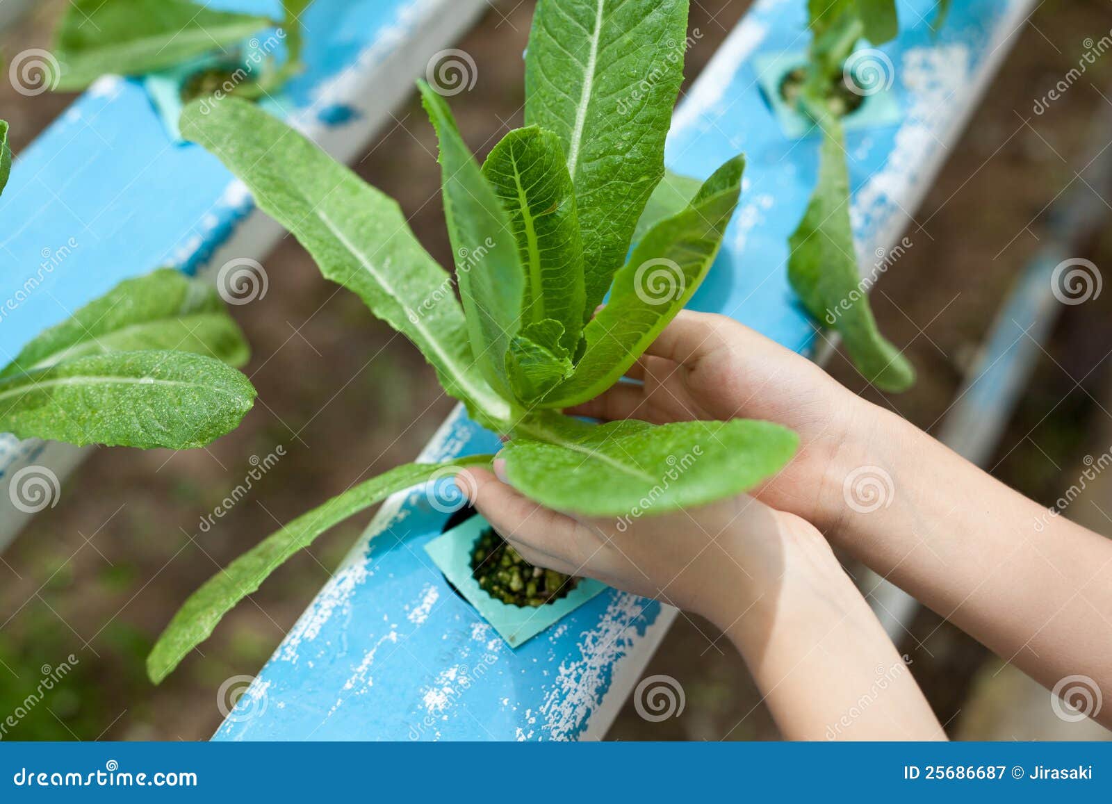 Small green vegetable stock image. Image of health, cook - 25686687