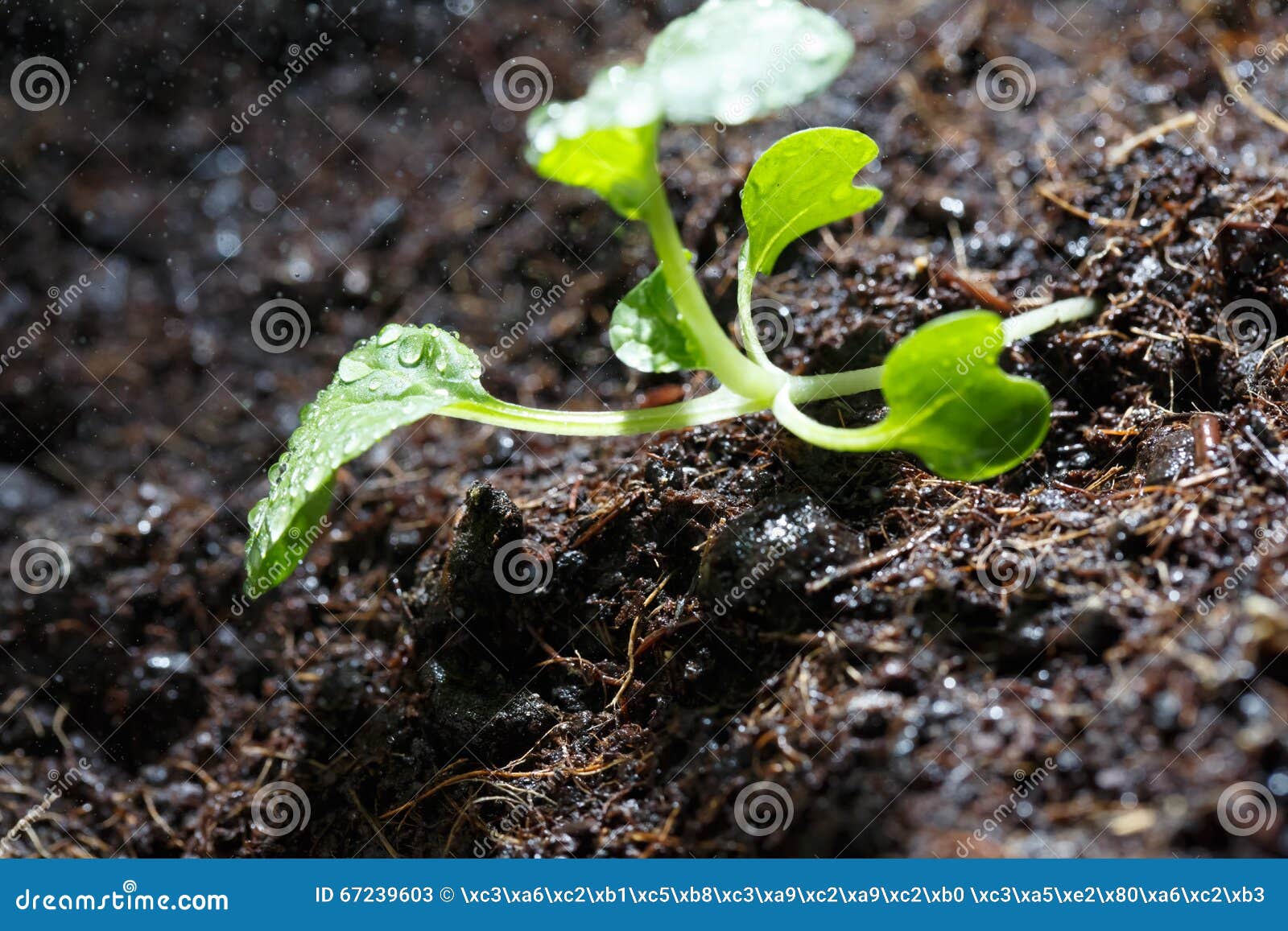 Small Green Vegetable Shoots Stock Image - Image of small, nature: 67239603