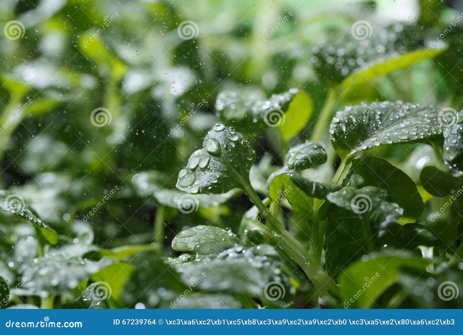 Small Green Vegetable Shoots Stock Photo - Image of growing, gardening ...