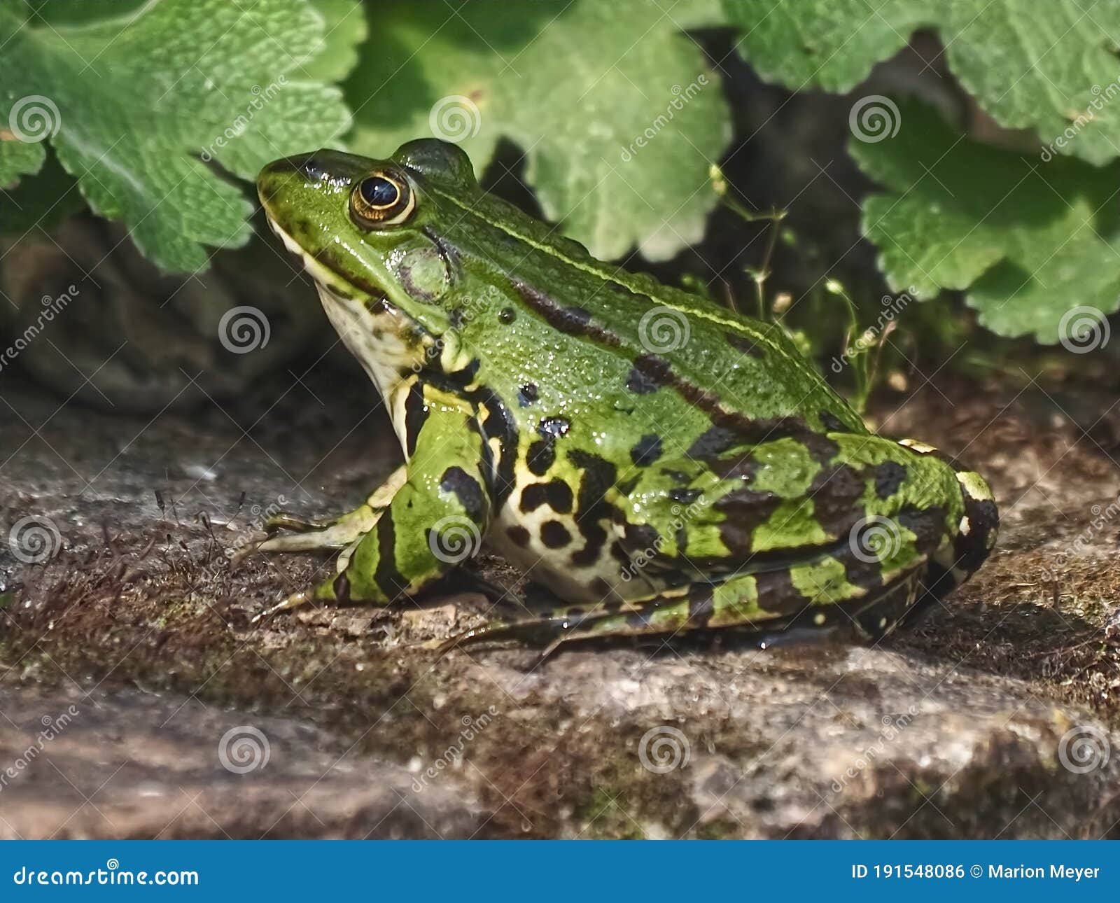 Small Green Water Frog Sitting on a Stone Stock Photo - Image of lake ...