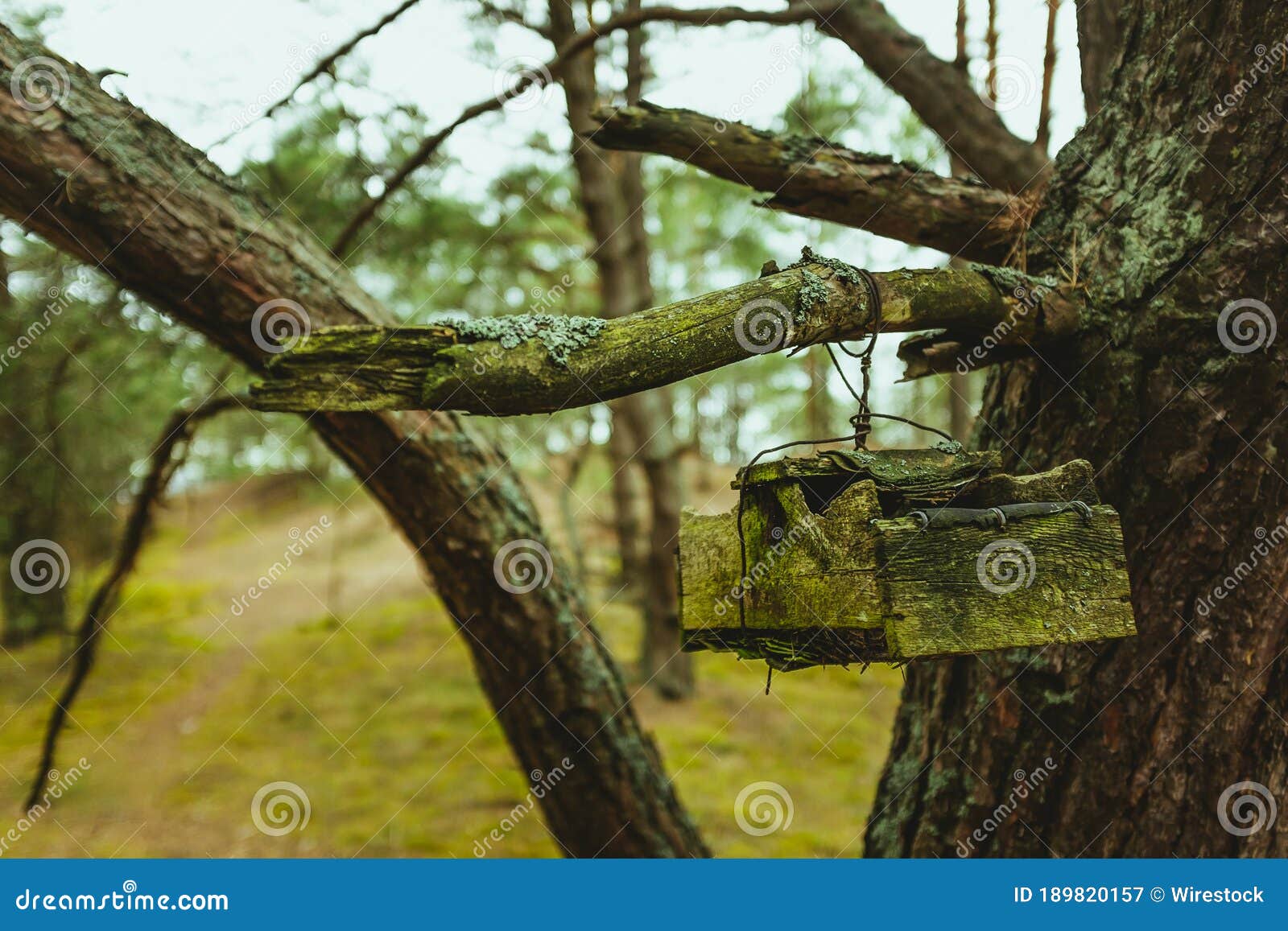 Small Green Wooden Box Hanging from the Branch of the Tree Stock Image ...