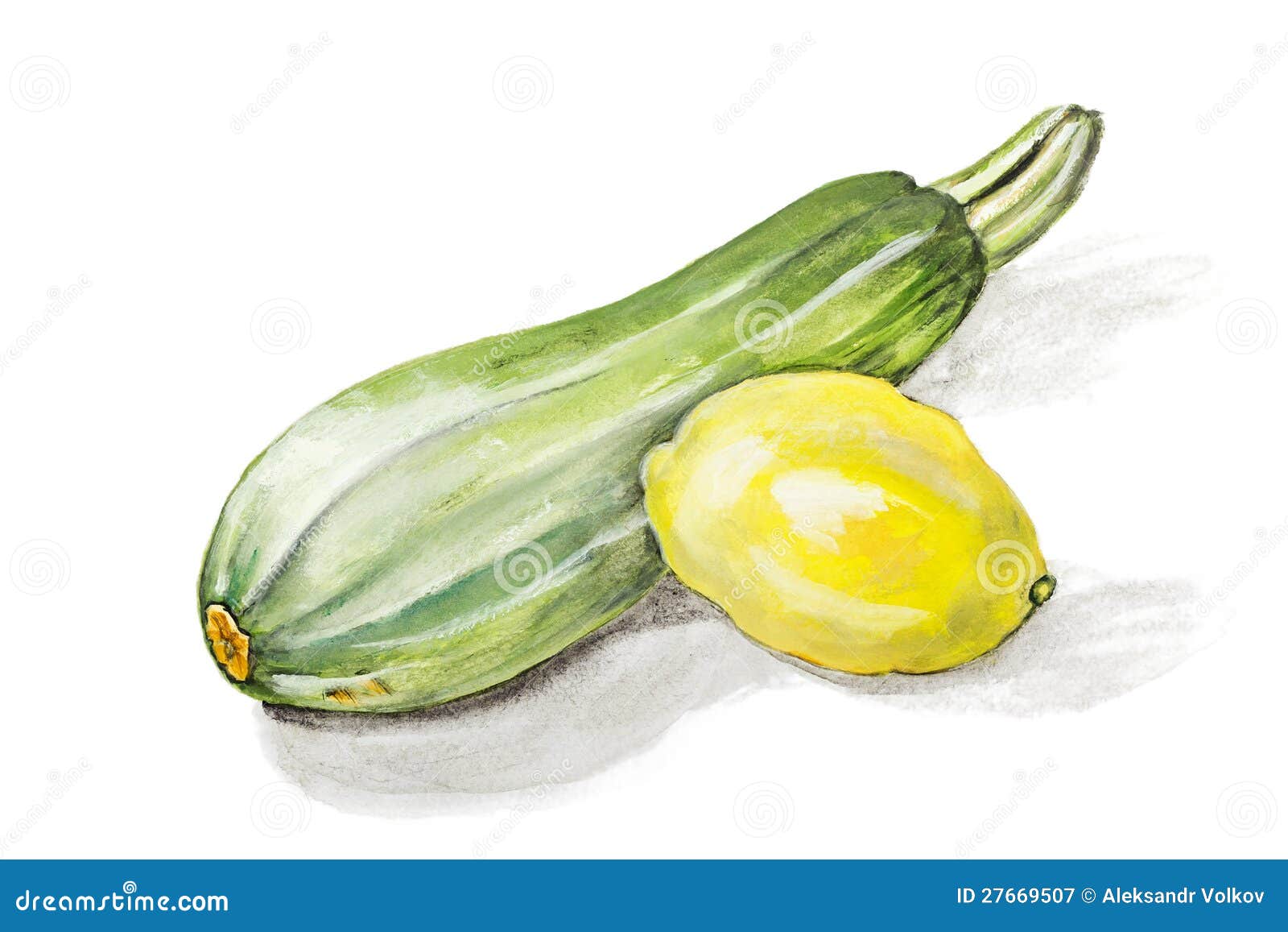 Small green zucchini stock illustration. Illustration of objects - 27669507