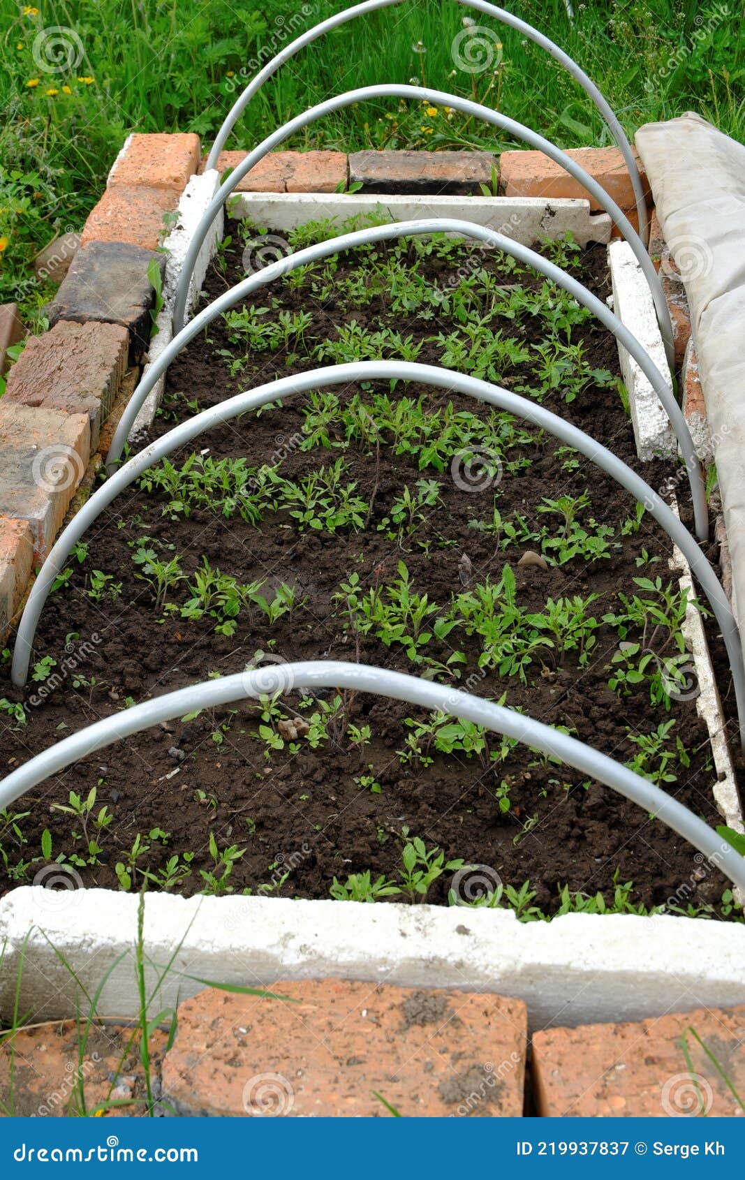 A Small Greenhouse with Seedlings, Built from Improvised Materials on ...