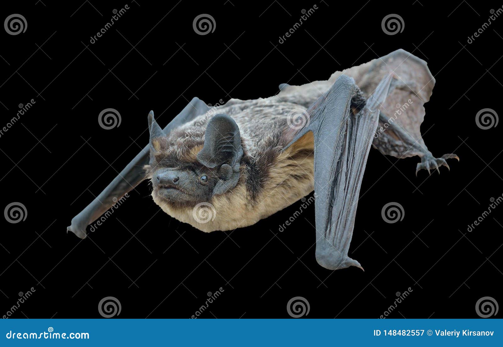 Small grey bat 2 stock image. Image of macro, beast - 148482557