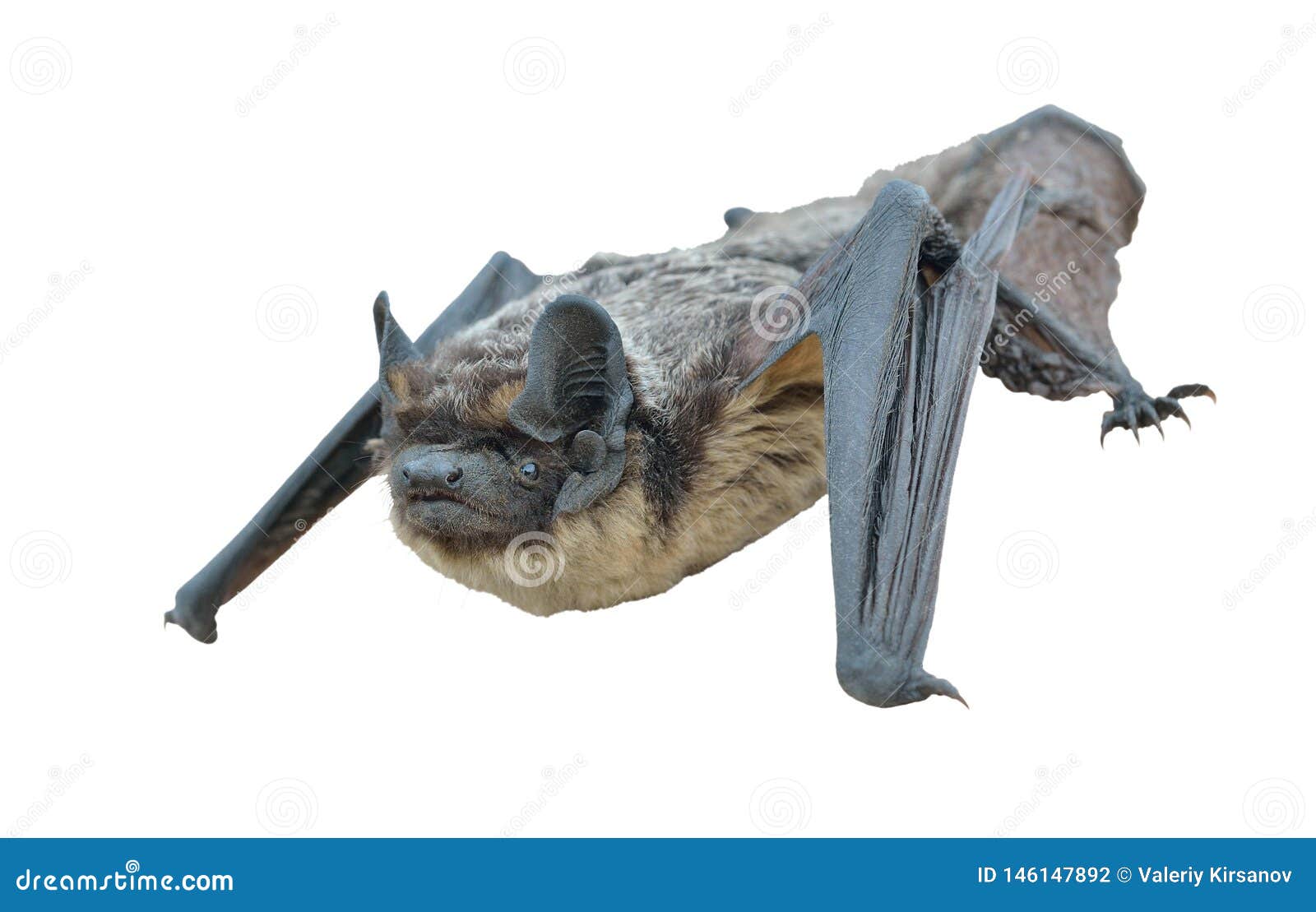 Small grey bat 4 stock photo. Image of creature, rattlemouse - 146147892