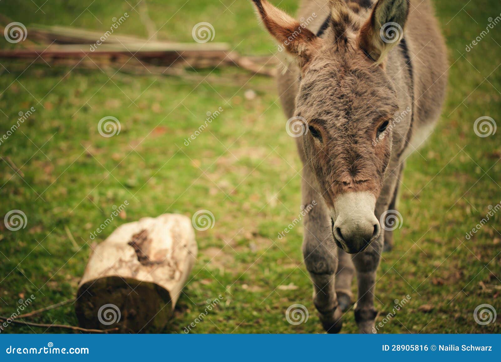 Small grey Donkey stock photo. Image of wide, single - 28905816