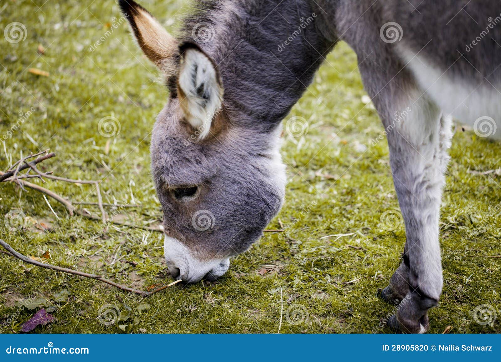 Small grey Donkey stock photo. Image of meadow, wideangle - 28905820