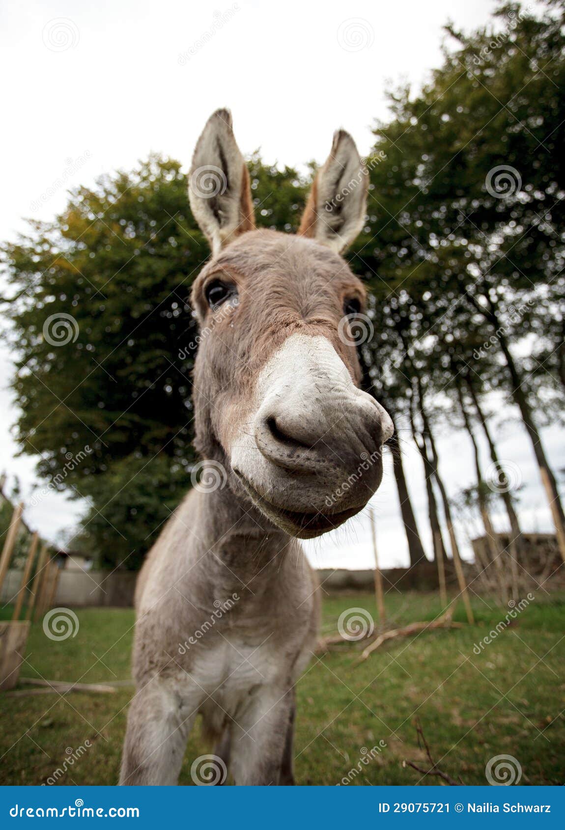 Small grey Donkey stock image. Image of gray, closeup - 29075721