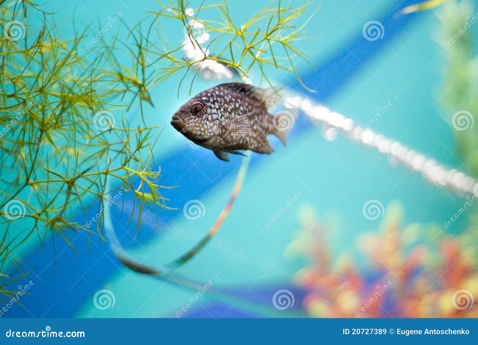 Small Grey Fish Underwater Near Glass Pipe Stock Image - Image of ...