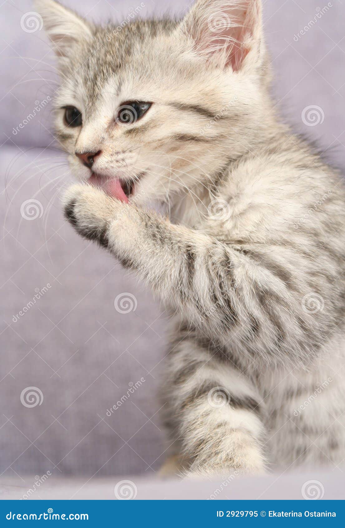 The small grey kitten stock image. Image of lays, pure - 2929795