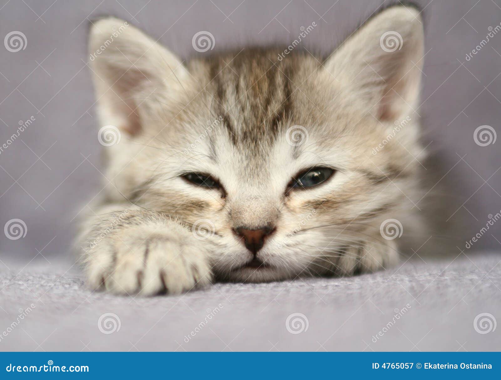 The Small Grey Kitten Sleeps Stock Image - Image of grey, lovely: 4765057
