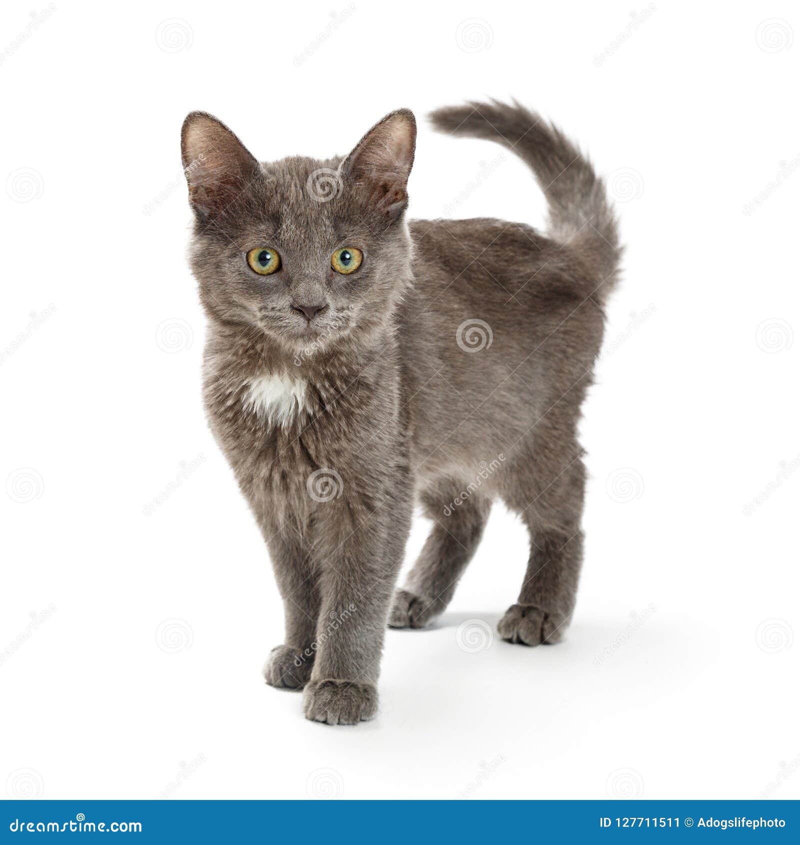 Small Grey Kitten Standing on White Stock Image - Image of shorthair ...