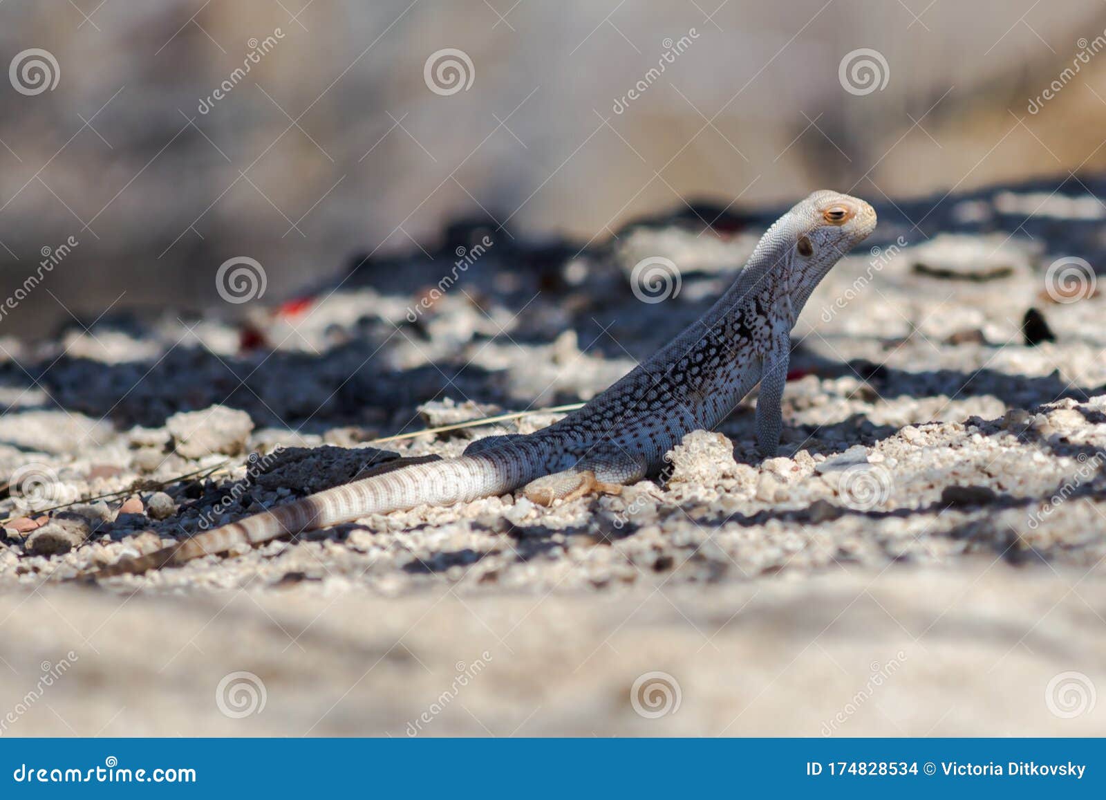 Small grey lizard close up stock photo. Image of detail - 174828534