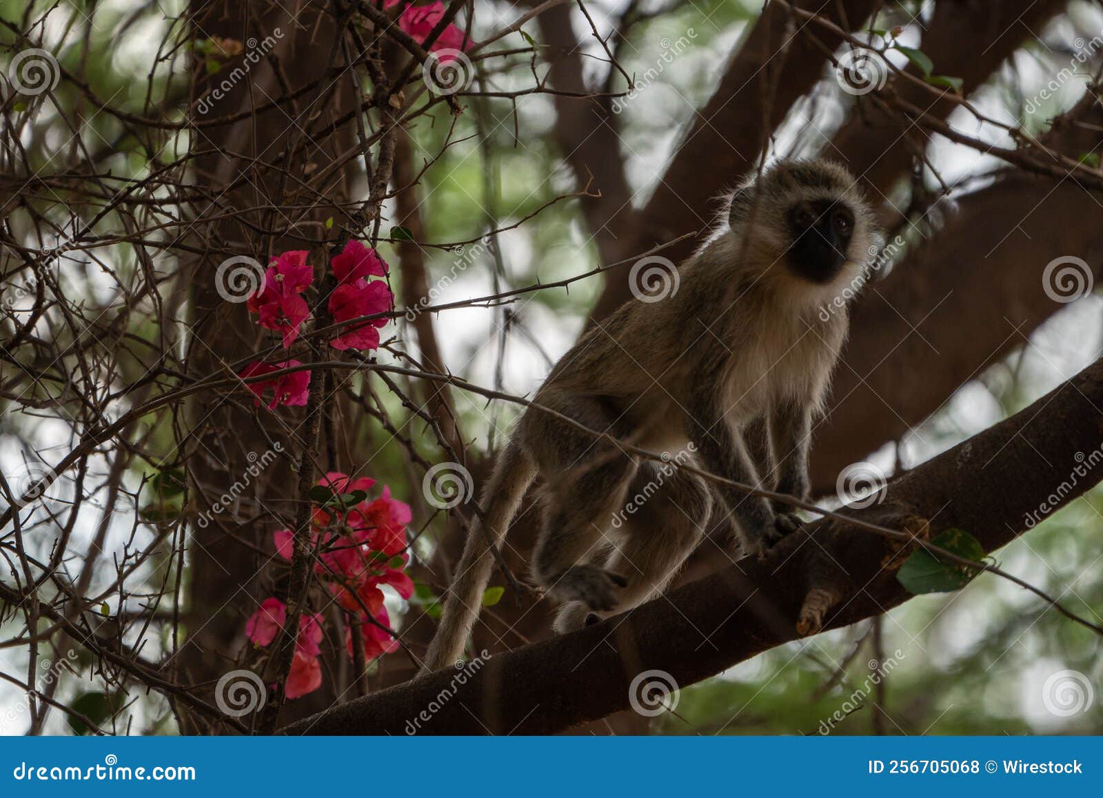 Small Grey Monkey Climbing on the Tree Branch Stock Photo - Image of ...