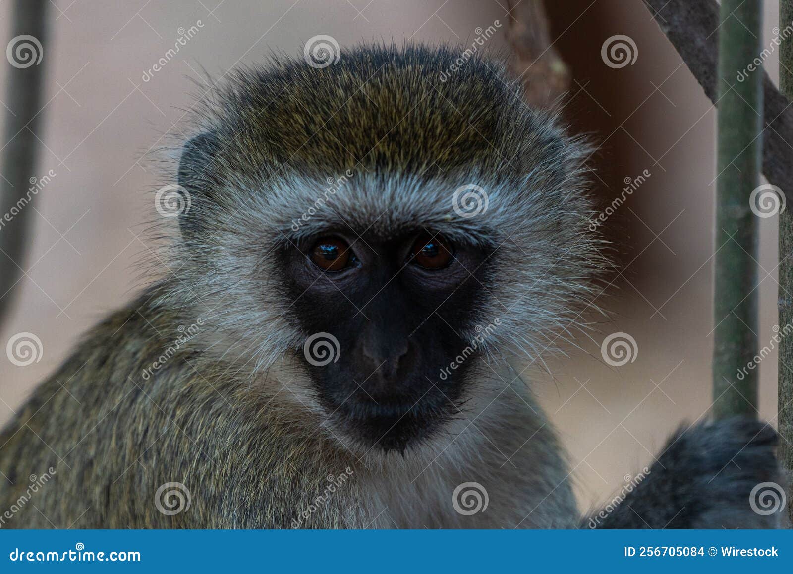 Small Grey Monkey Climbing on the Tree Branch Stock Photo - Image of ...