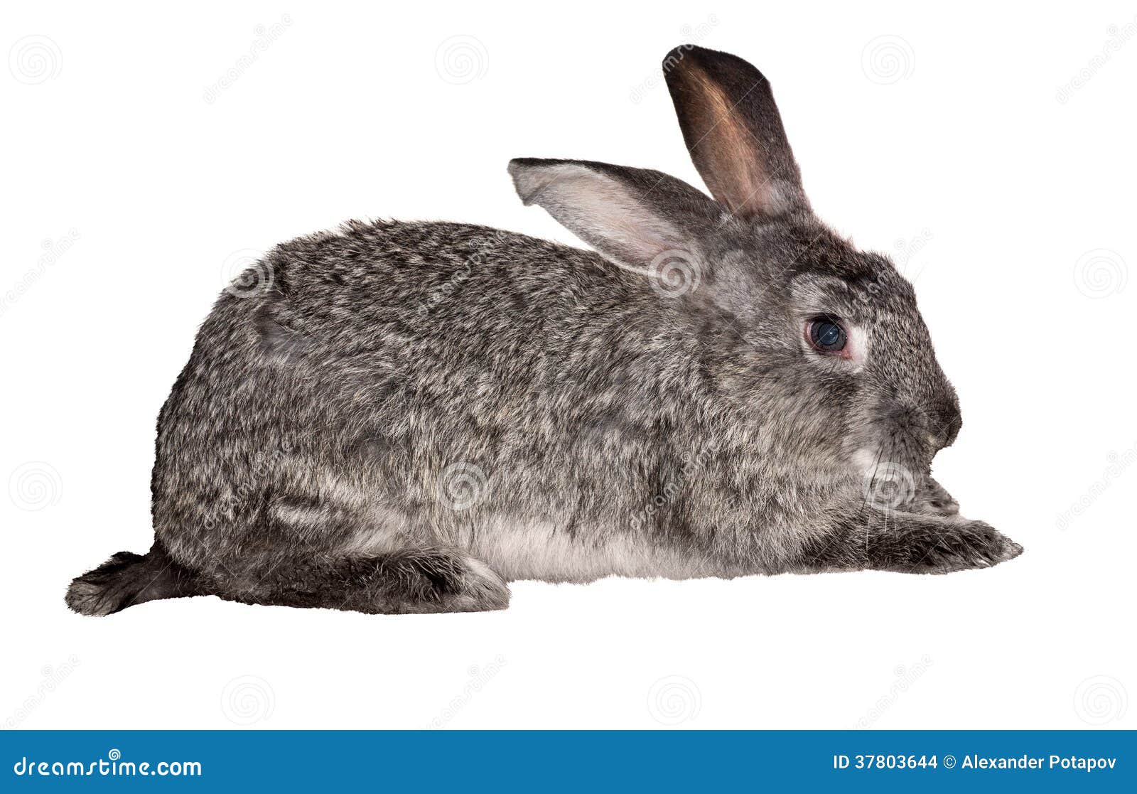 Small Grey Rabbit Isolated on White Stock Photo - Image of single, pets ...