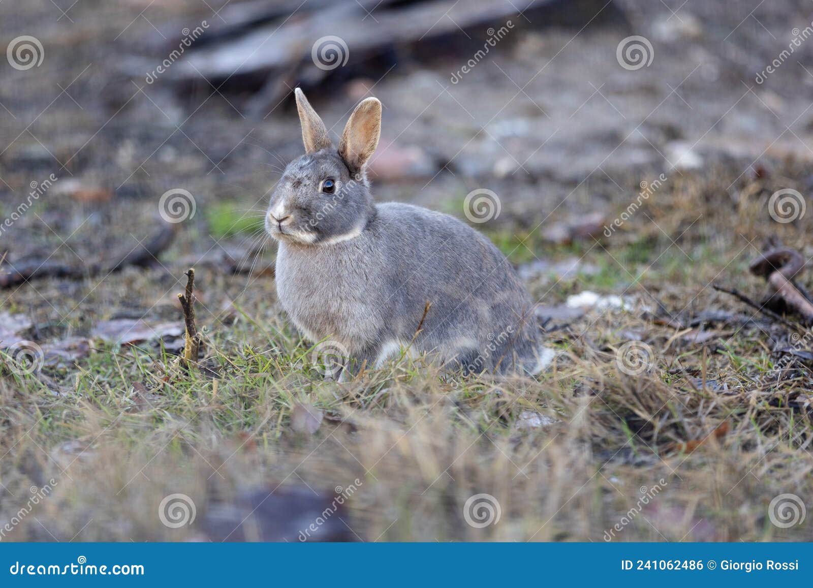 Small Grey Rabbit Outside in the Grass Stock Photo - Image of wildlife ...