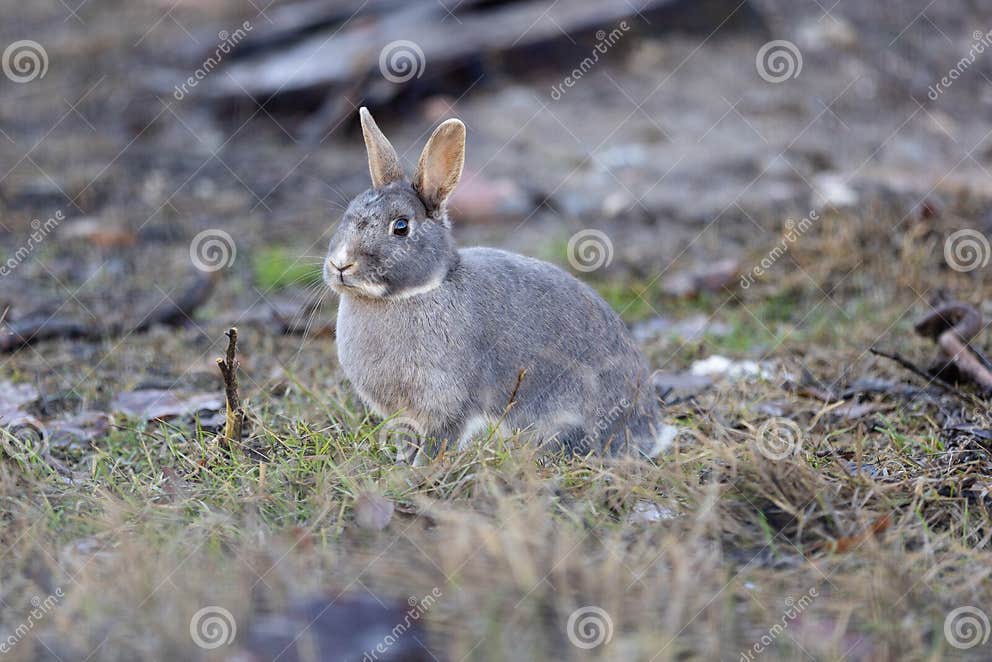 Small Grey Rabbit Outside in the Grass Stock Photo - Image of wildlife ...