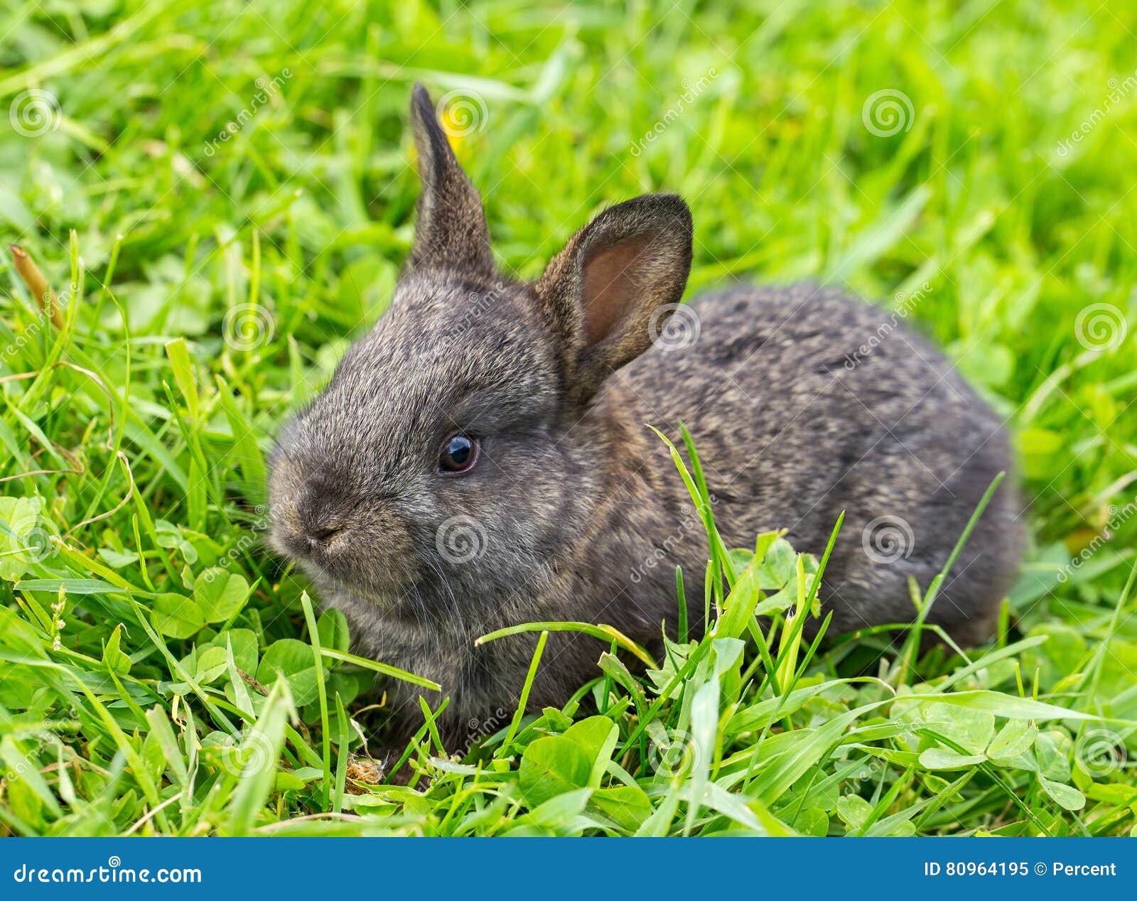Small grey rabbit stock image. Image of tame, eating - 80964195