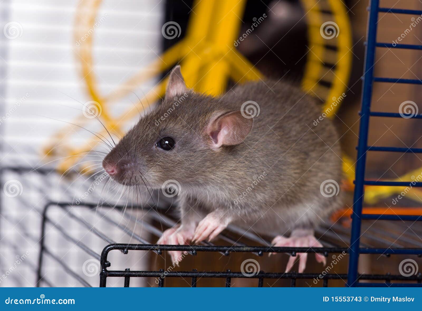 The small grey rat stock image. Image of cage, domestic - 15553743