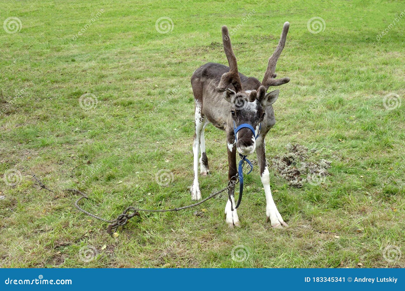 A Small Grey Reindeer with Horns on a Leash on the Green Grass Stock ...