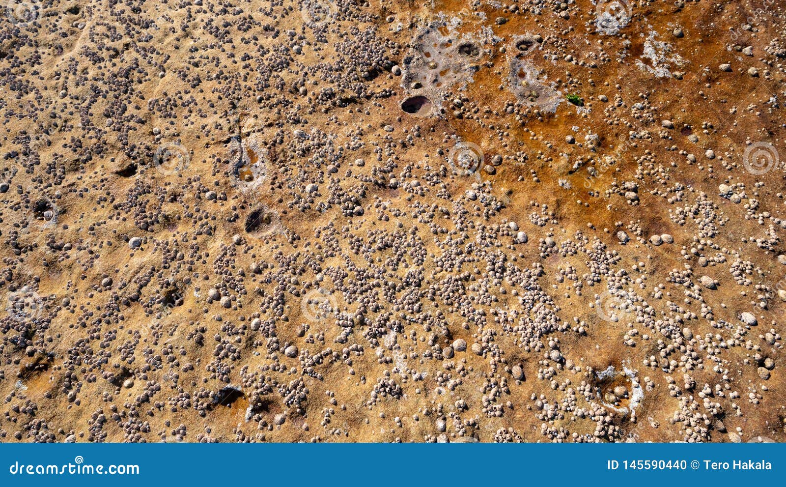 Small Grey Shells on Orange Rock Stock Photo - Image of closeup ...
