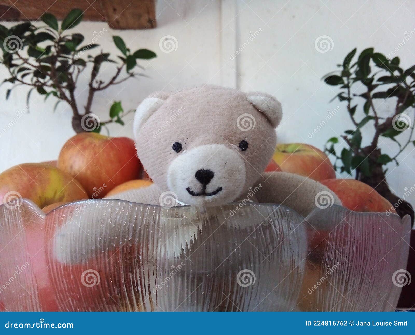A Teddy Bear with Apples stock photo. Image of peeling - 224816762