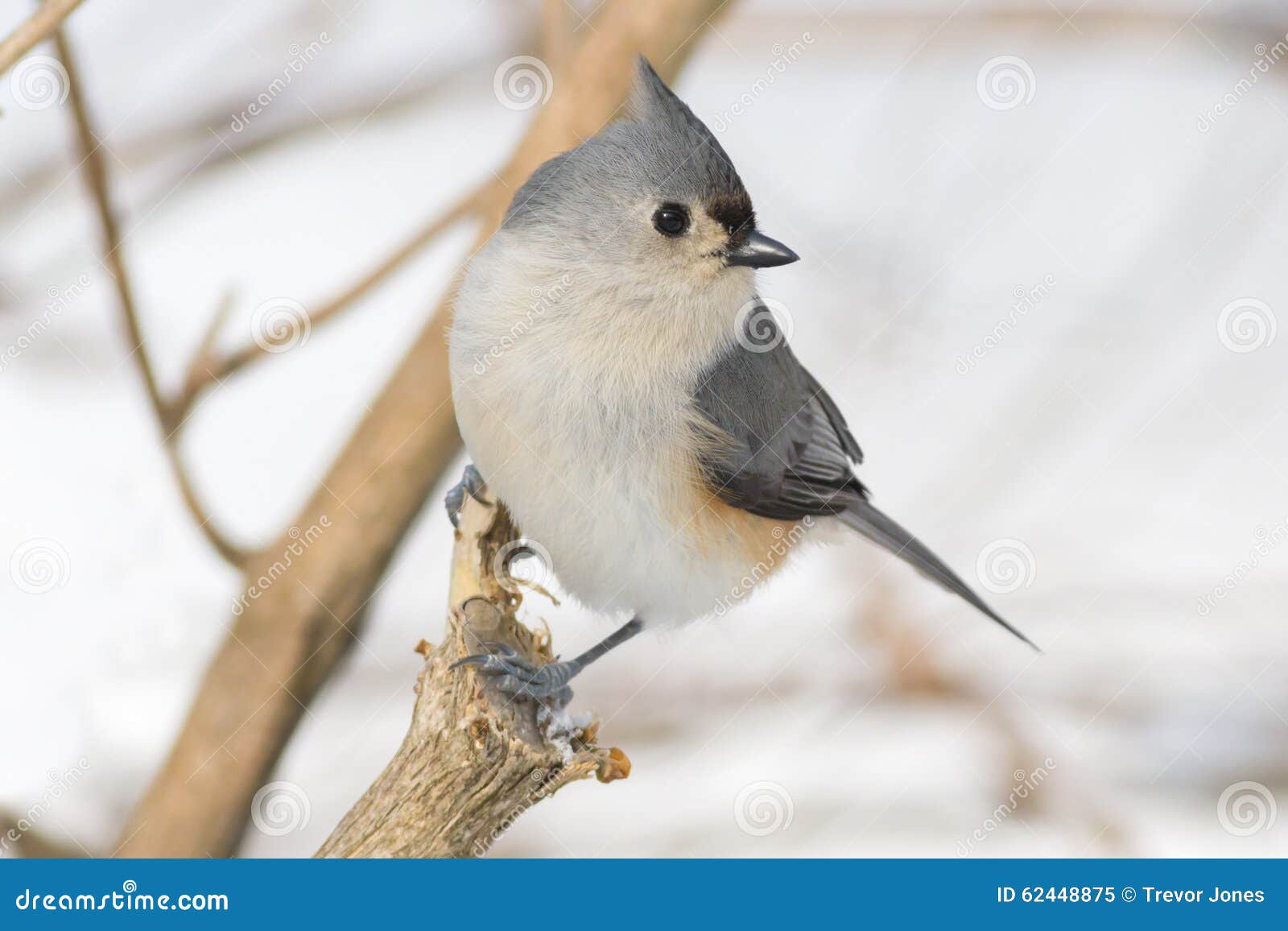 Small Grey Tufted Titmouse Bird Perched on a Tree Branch Stock Image ...