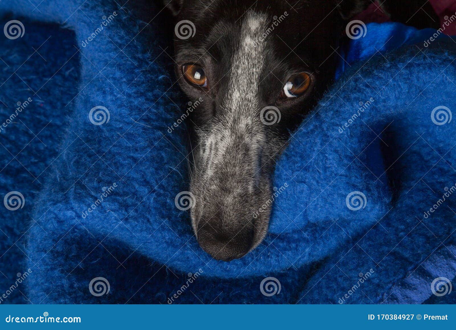 Small Greyhound with Curious Look Stock Image - Image of cute, outdoor ...