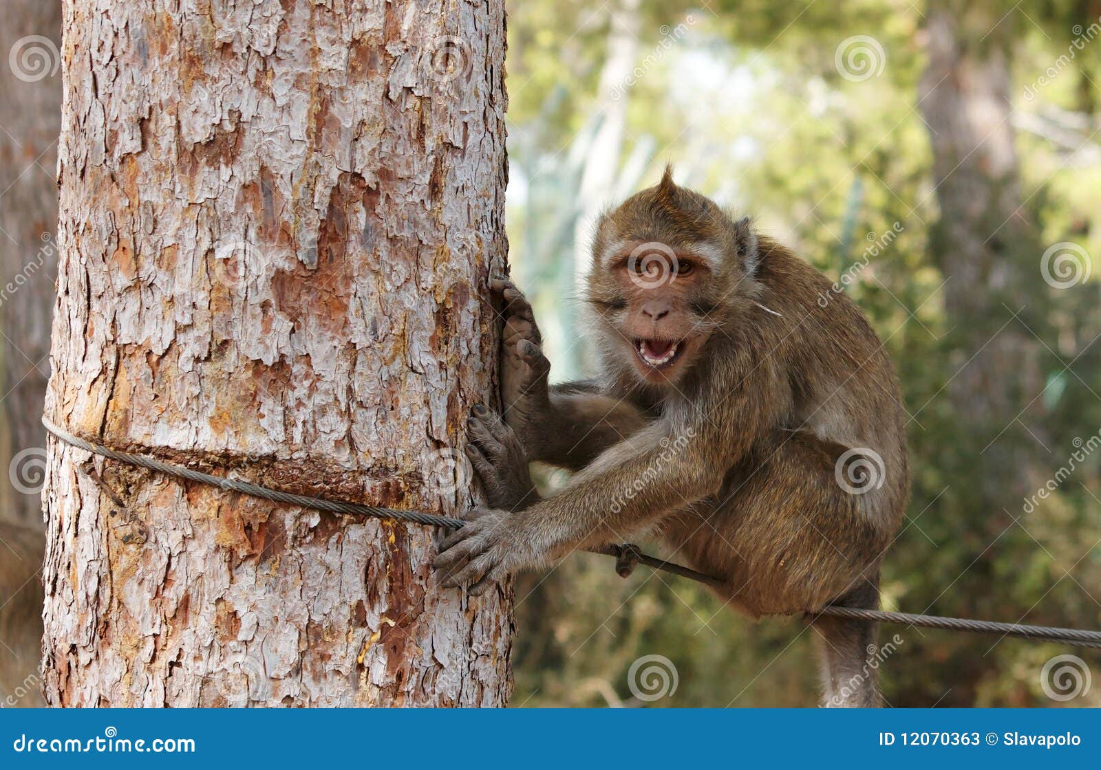 Small Grinning Monkey on the Rope Stock Image - Image of young, bare ...