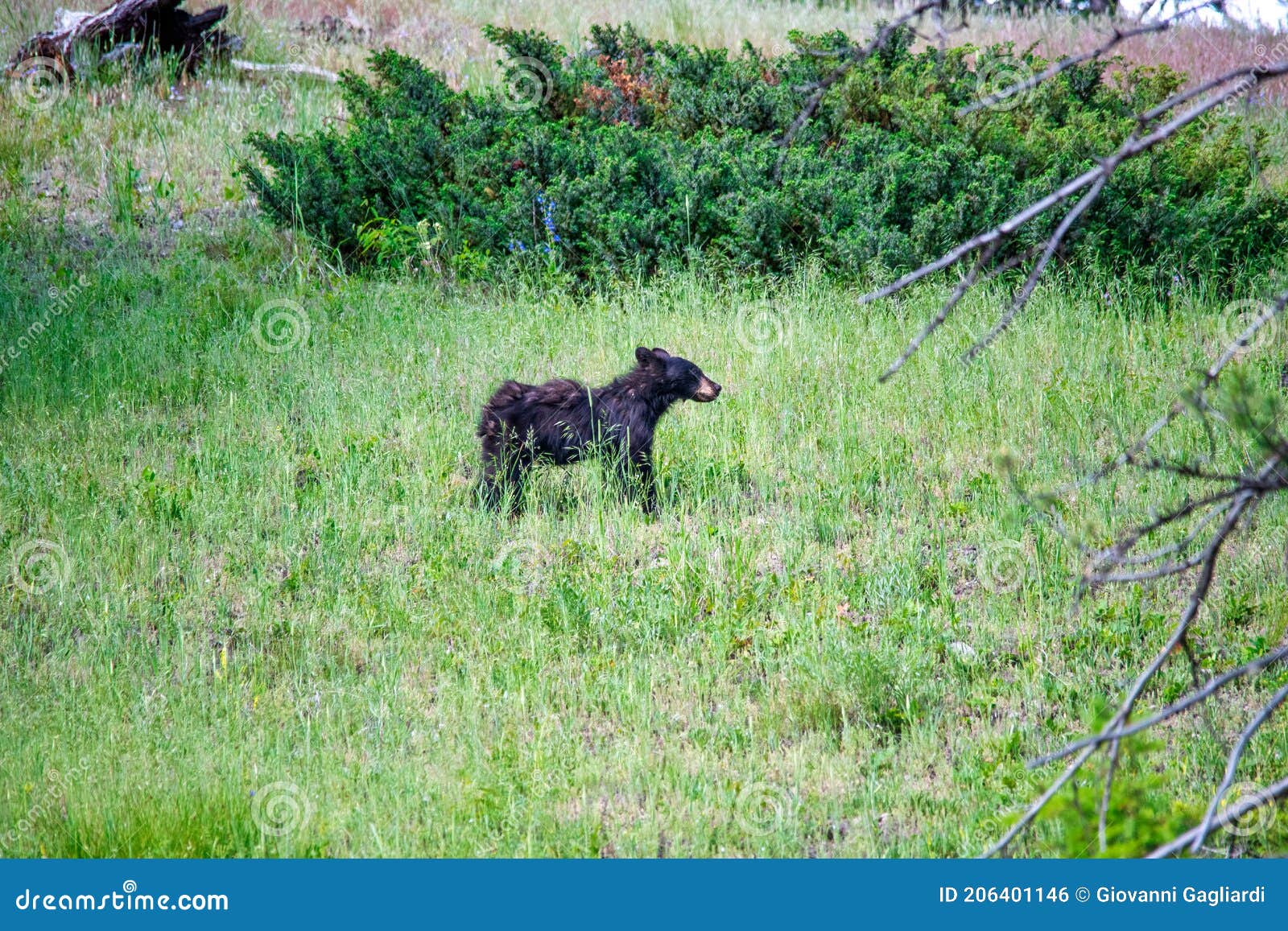 A Small Grizzly Bear of Yellowstone National Park Stock Photo - Image ...