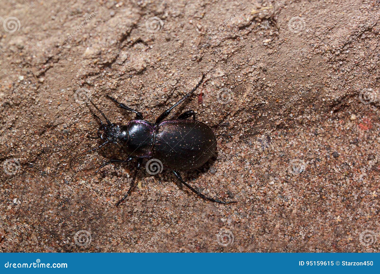 Small Ground Beetle Crawl Up the Wall. Stock Image - Image of closeup ...