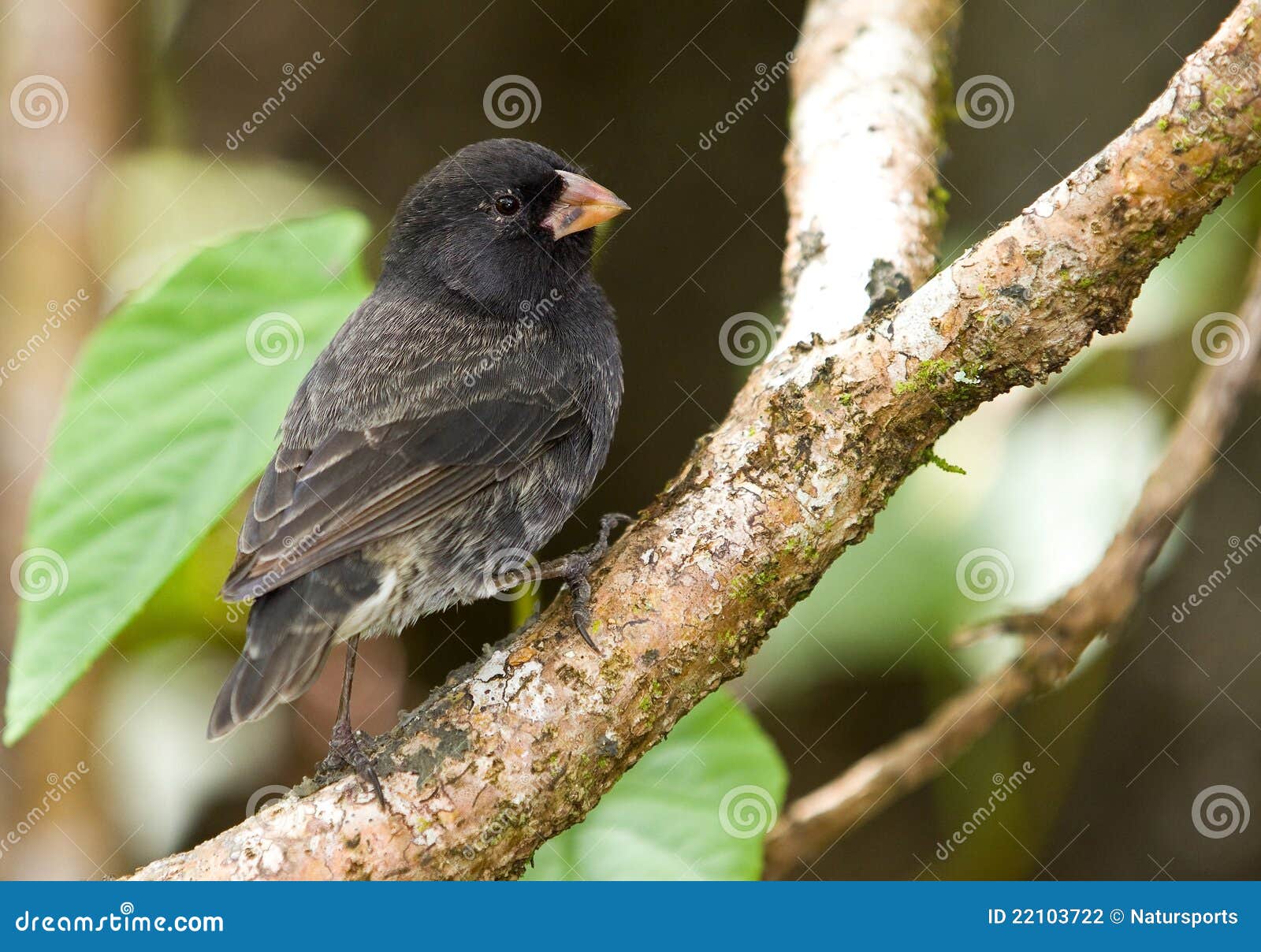 Small Ground Finch stock photo. Image of galapagos, wildlife - 22103722