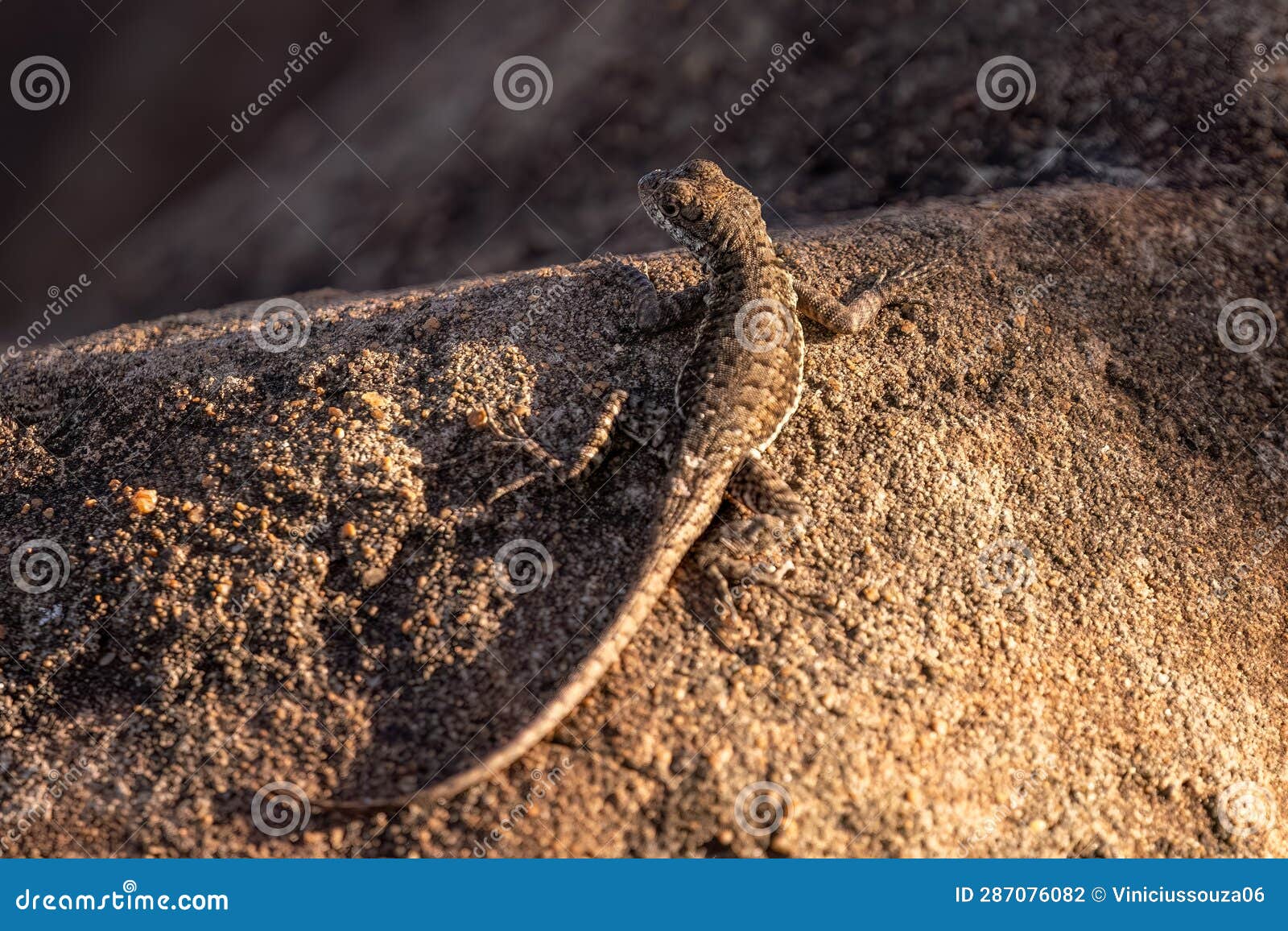 Small ground lizard stock photo. Image of chordates - 287076082