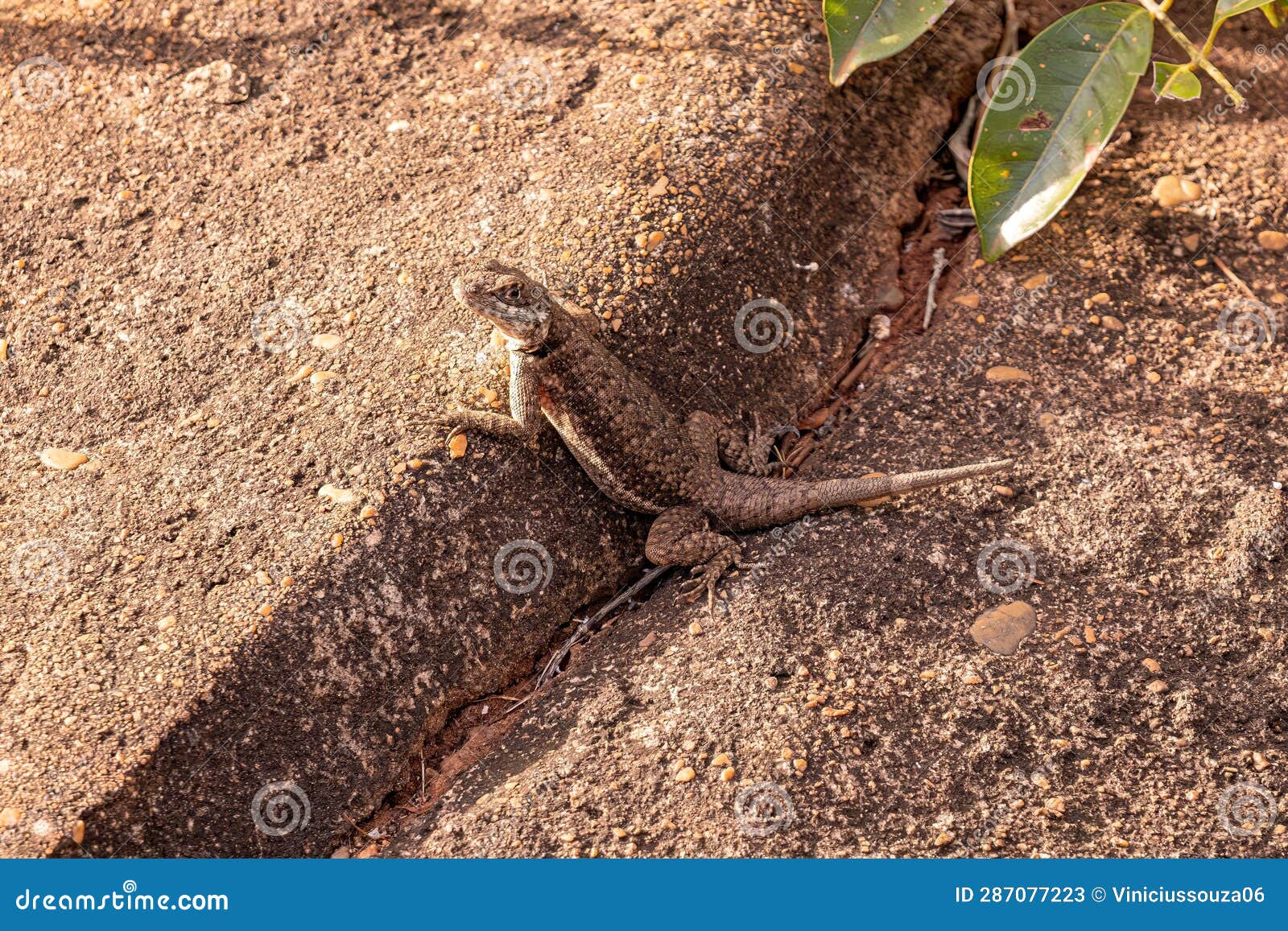 Small ground lizard stock image. Image of vertebrates - 287077223
