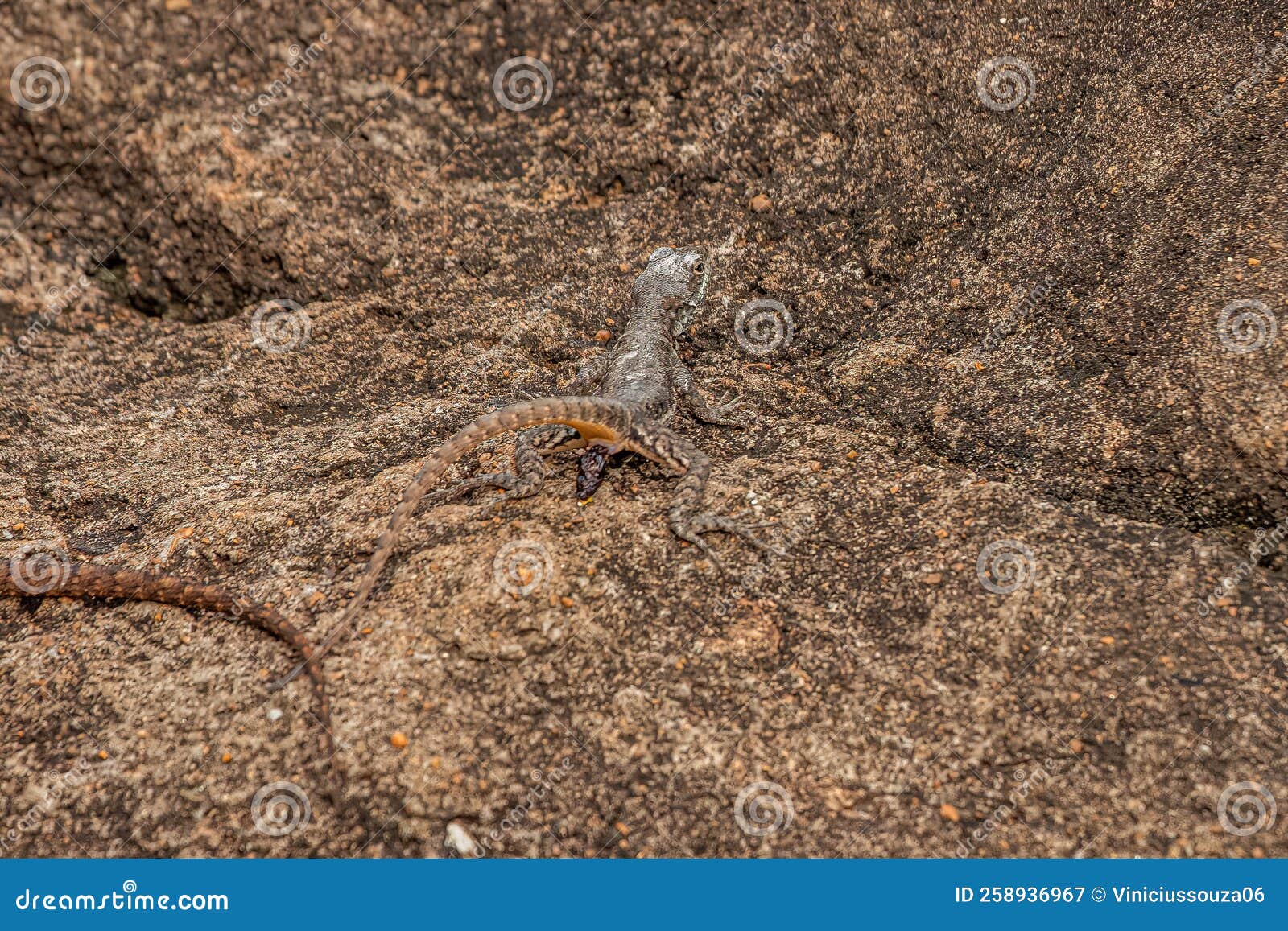 Small ground lizard stock image. Image of reptile, poop - 258936967