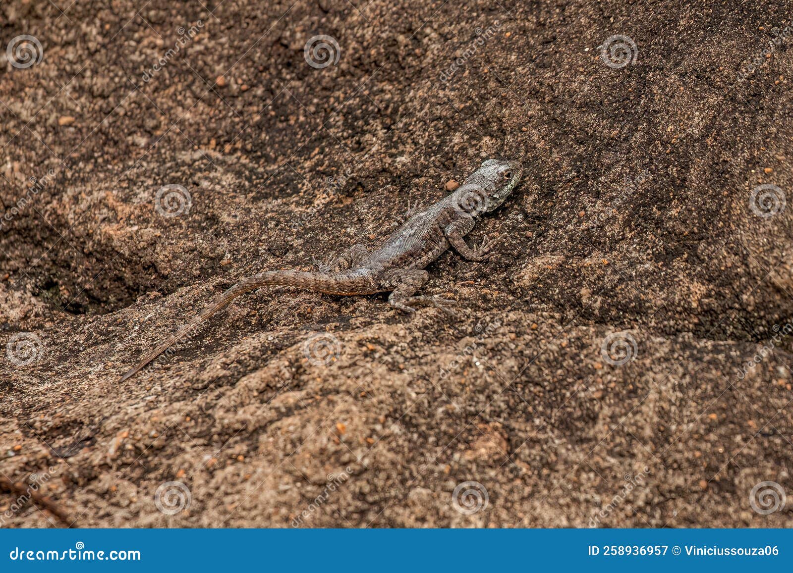 Small ground lizard stock image. Image of squamata, animalia - 258936957