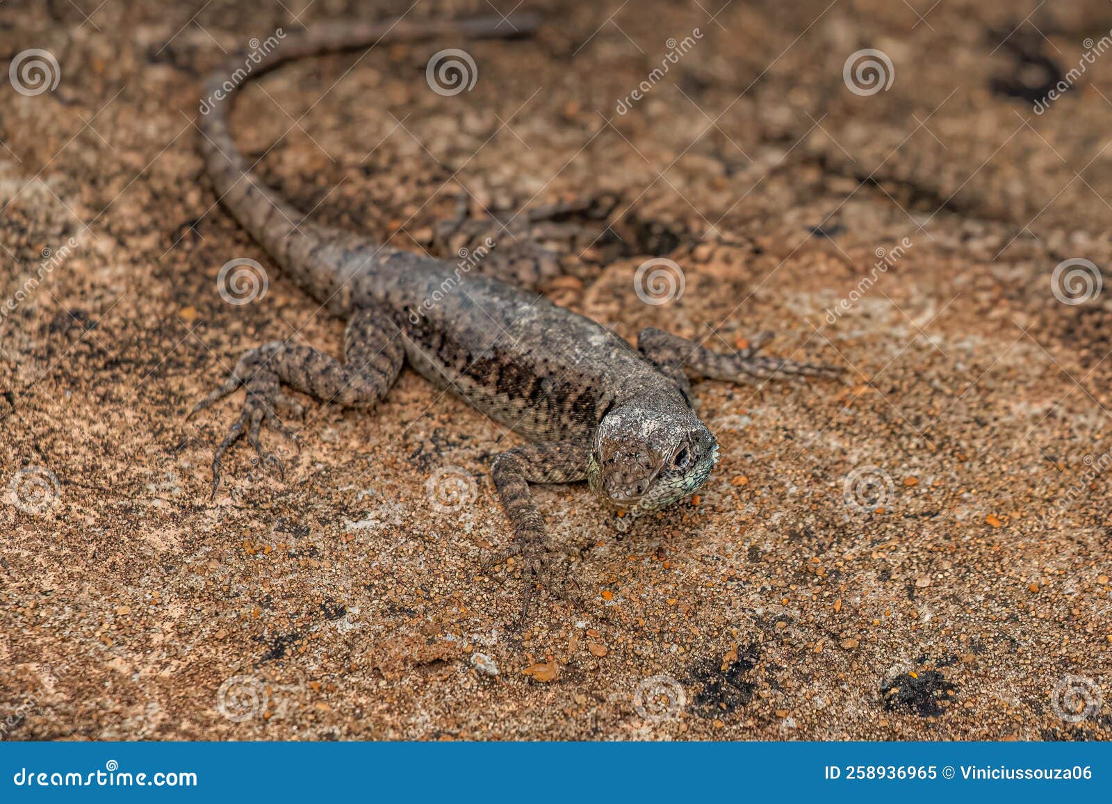 Small ground lizard stock image. Image of creature, natural - 258936965