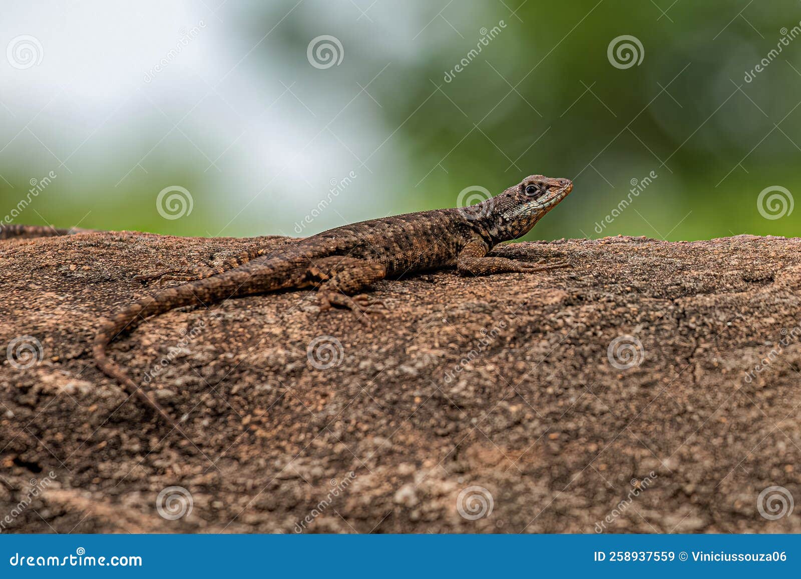Small ground lizard stock image. Image of tropidurus - 258937559