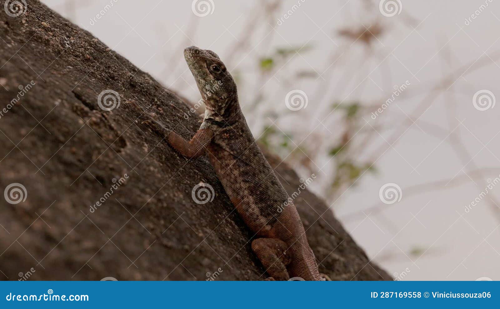 Small ground lizard stock footage. Video of genus, vertebrata - 287169558