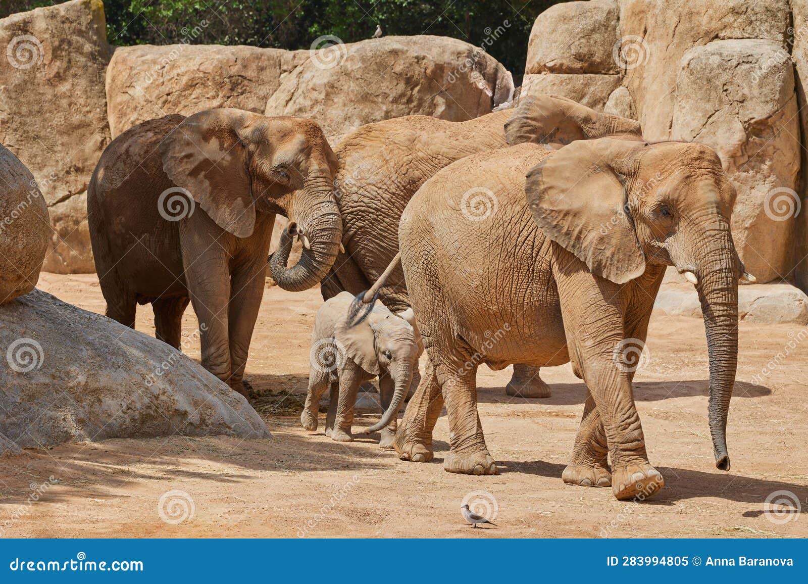 Family of African Elephants Walk Along the Cliff Stock Image - Image of ...