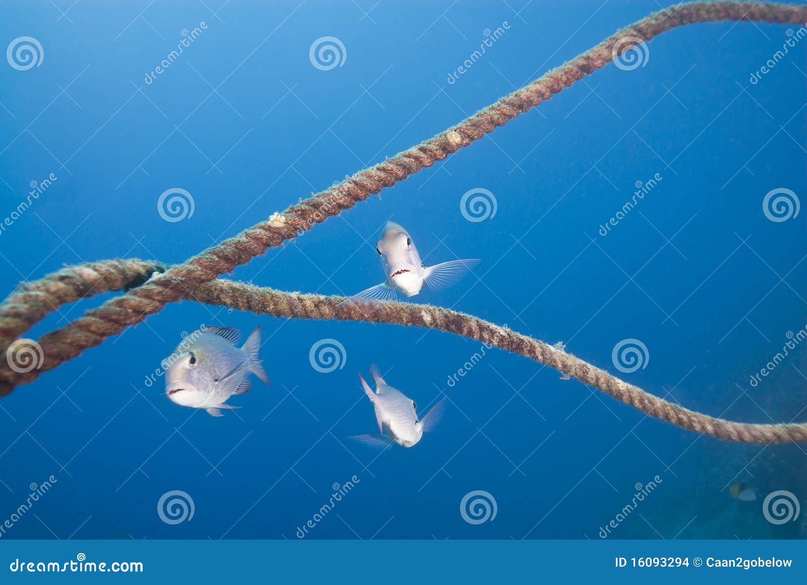 Small Group of Bigeye Emperor Fish. Stock Photo - Image of fish, school ...