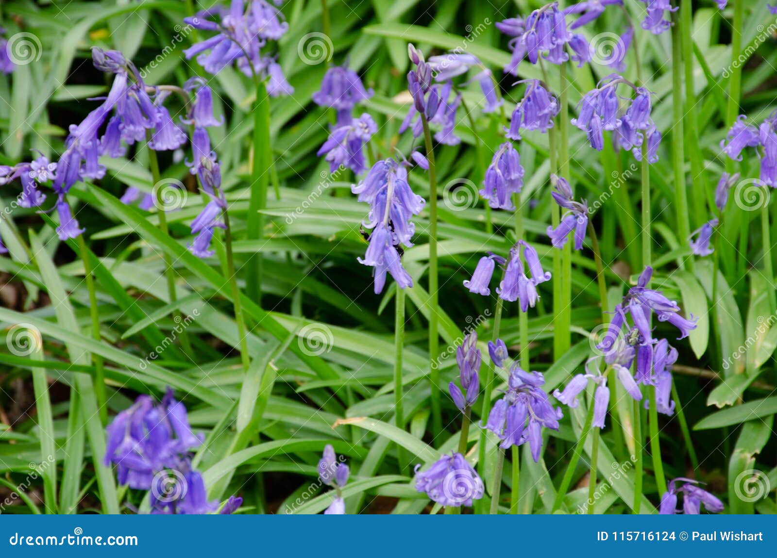 Small Group of Bluebells in Forest Stock Photo - Image of outdoors ...