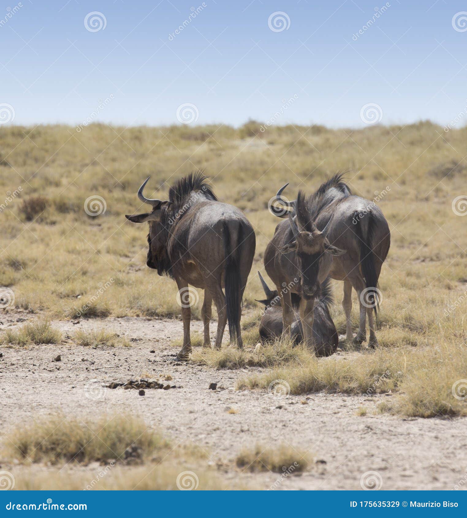 A small group of buffalo stock image. Image of buffalo - 175635329