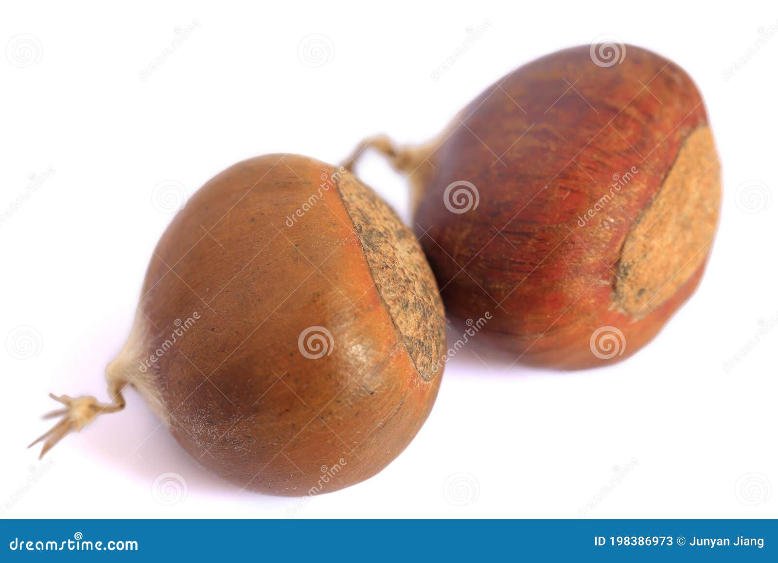 Small group of Chestnut stock image. Image of healthy - 198386973